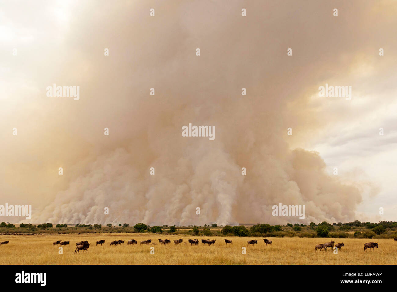 Africa a group of wildebeest in the masai mara hi-res stock photography ...
