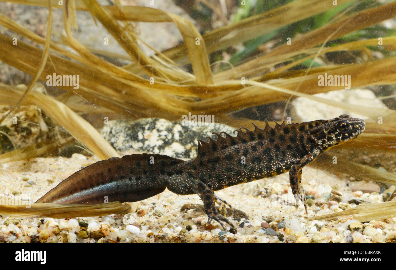 Italian warty newt (Triturus ivanbureschi, Triturus karelinii arntzenii ...