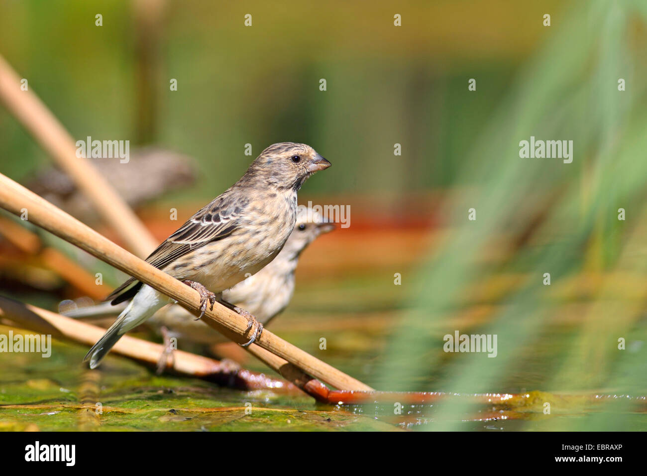 Yellow-rumped seedeater (Serinus atrogularis), at a waterhole, South ...