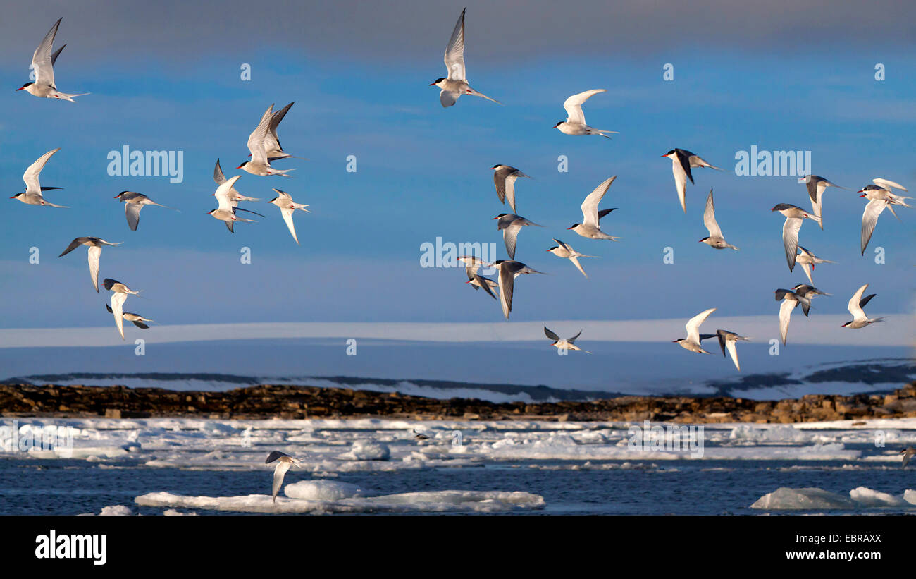 Arctic terns flock hi-res stock photography and images - Alamy