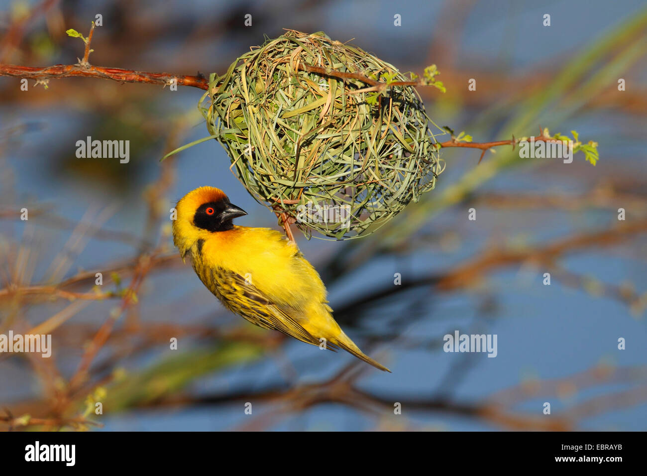 Weaver bird building nest hi-res stock photography and images - Alamy