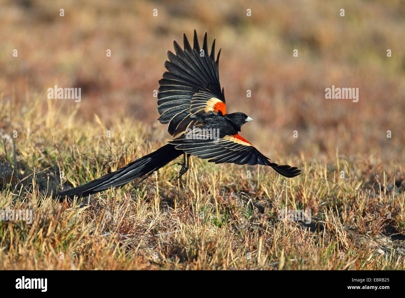 Long tailed african bird wildlife hi-res stock photography and images ...