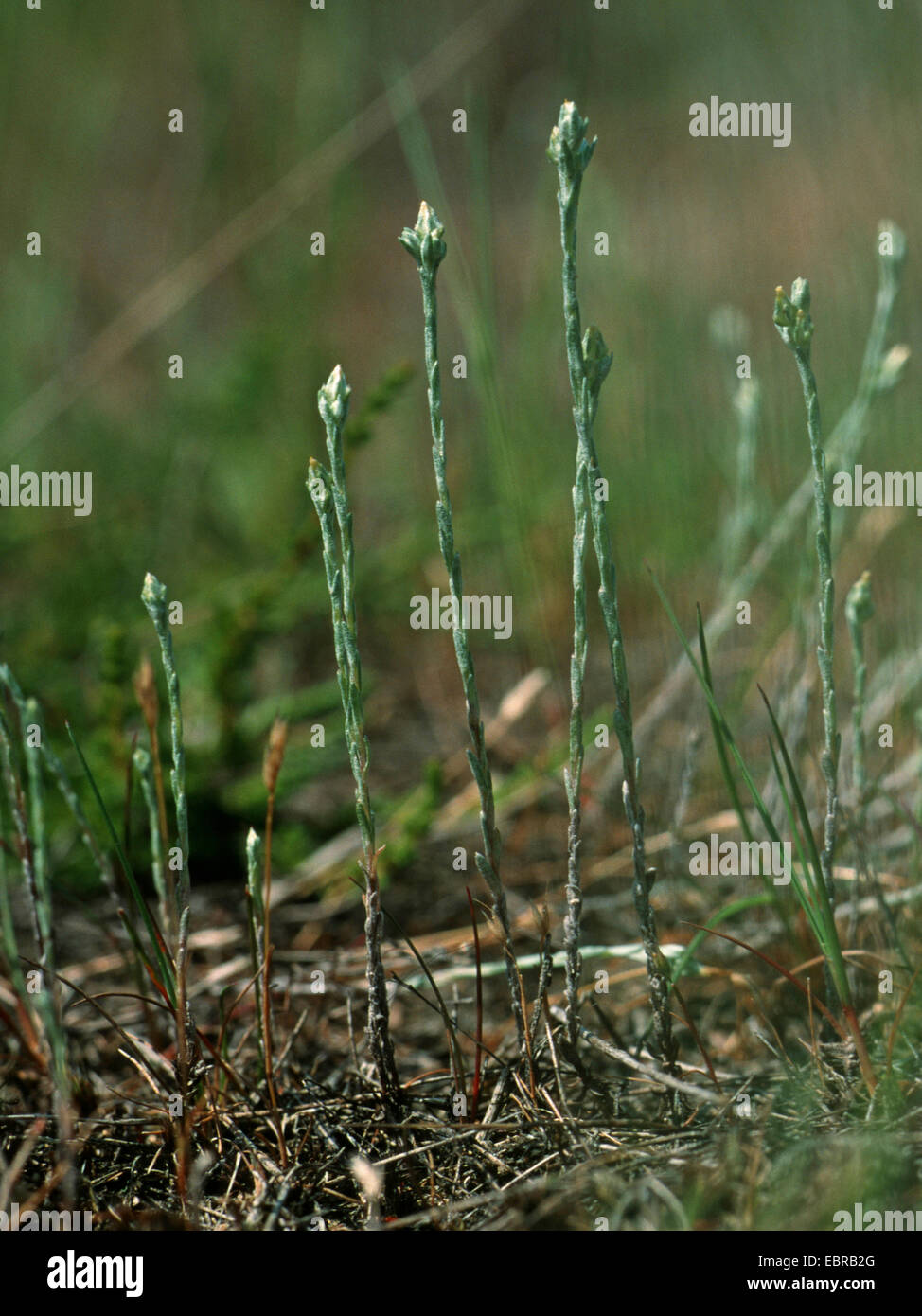 slender cudweed, small cudweed (Filago minima), blooming, Germany ...