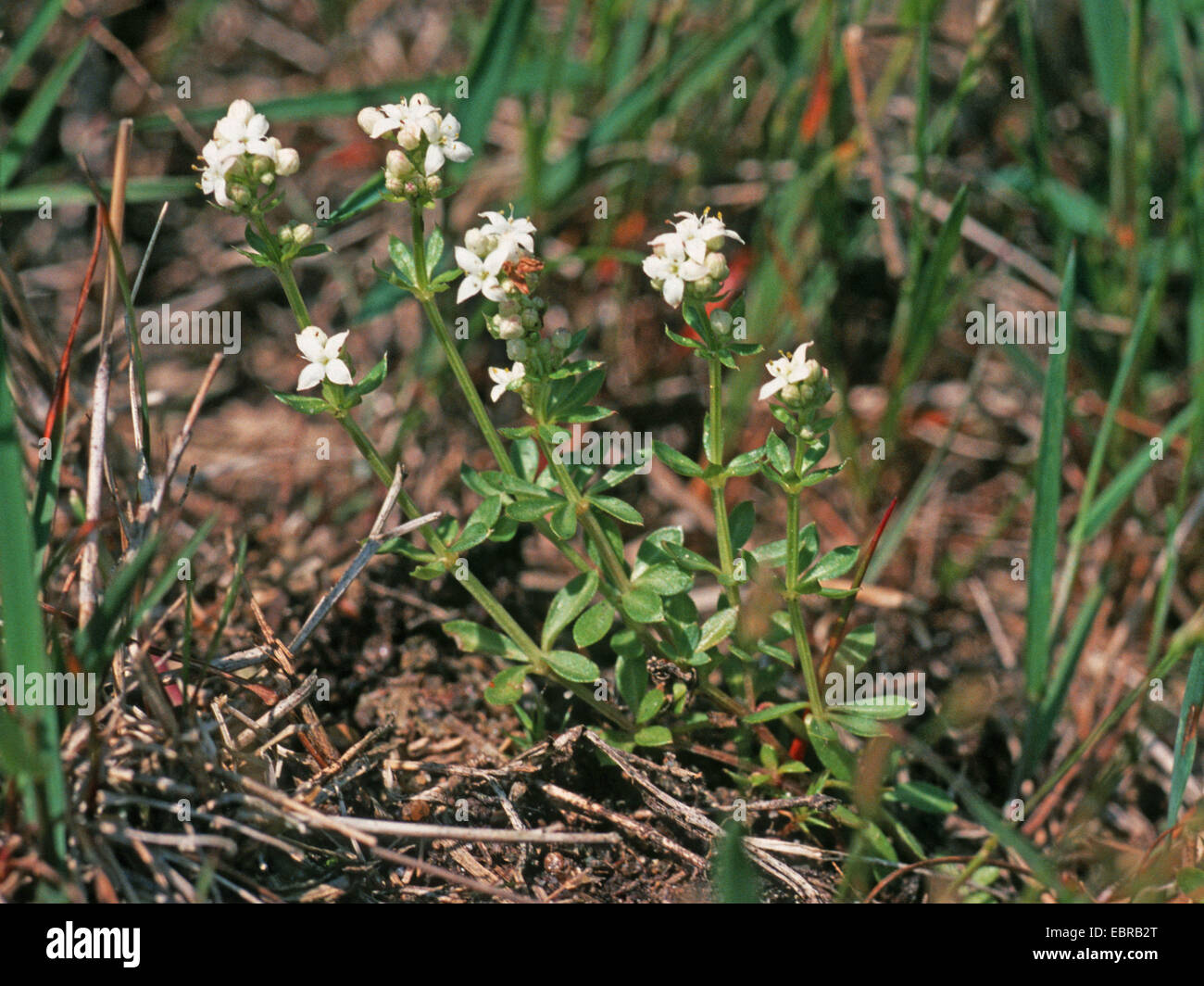 Heath bedstraw (Galium saxatile, Galium harcynicum), blooming, Germany ...