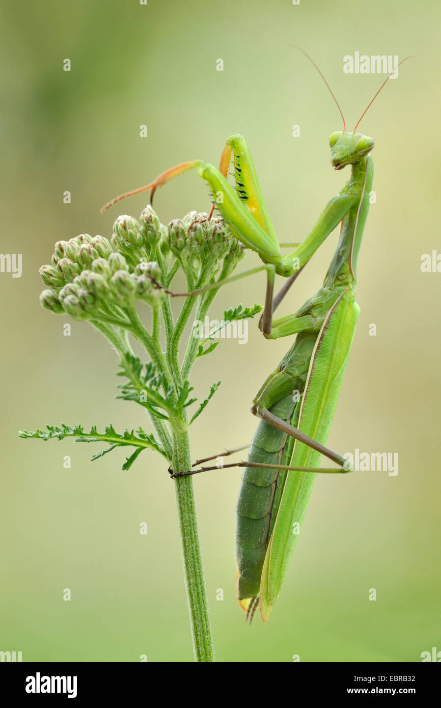 European preying mantis (Mantis religiosa), female sitting at yarrow ...