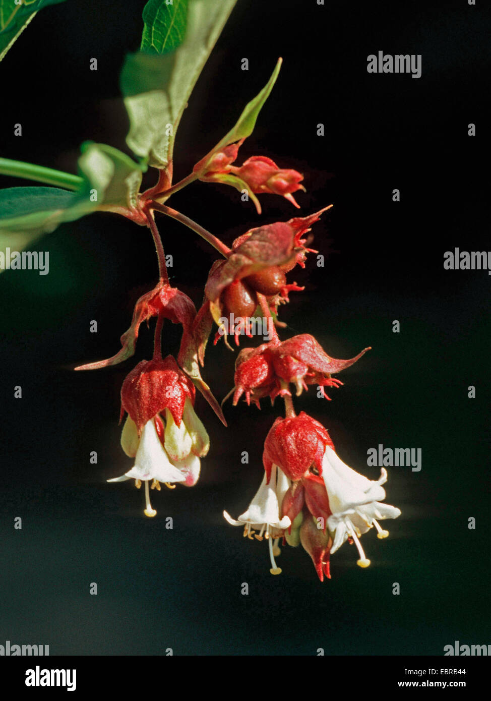 Himalayan Honeysuckle, Flowering Nutmeg, Himalaya Nutmeg, Pheasant ...