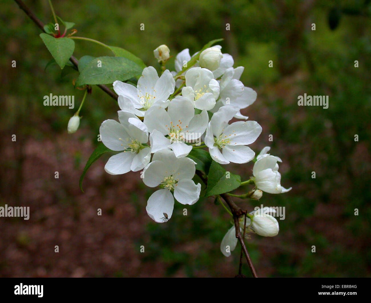 Revit Malus Spring Snow Flowering Crabapple