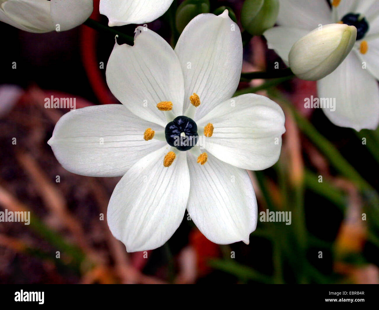 Star of bethlehem flower hi-res stock photography and images - Alamy