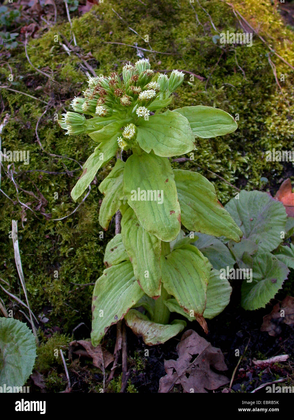 giant butterbur, Japanese Butter-bur (Petasites japonicus), blooming ...