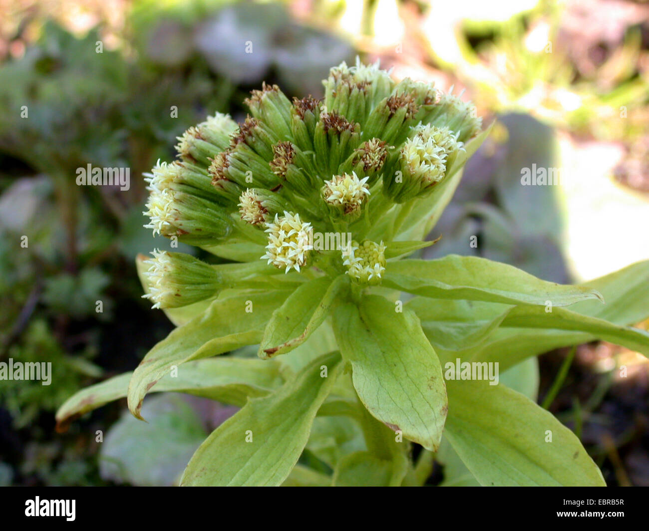 giant butterbur, Japanese Butter-bur (Petasites japonicus), blooming ...