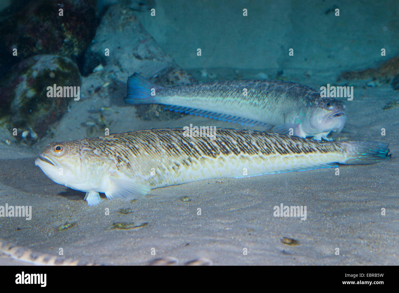 Weever fish hi-res stock photography and images - Alamy