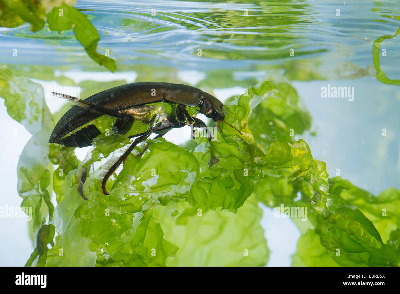 Black water beetle hydrophilus piceus hi-res stock photography and ...