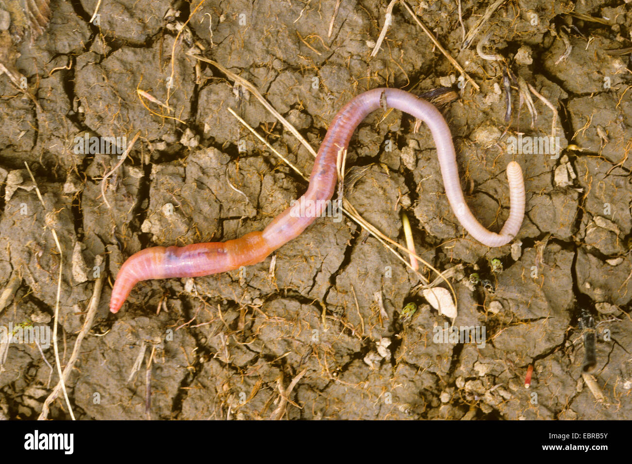 common earthworm, earthworm; lob worm, dew worm, squirreltail worm ...
