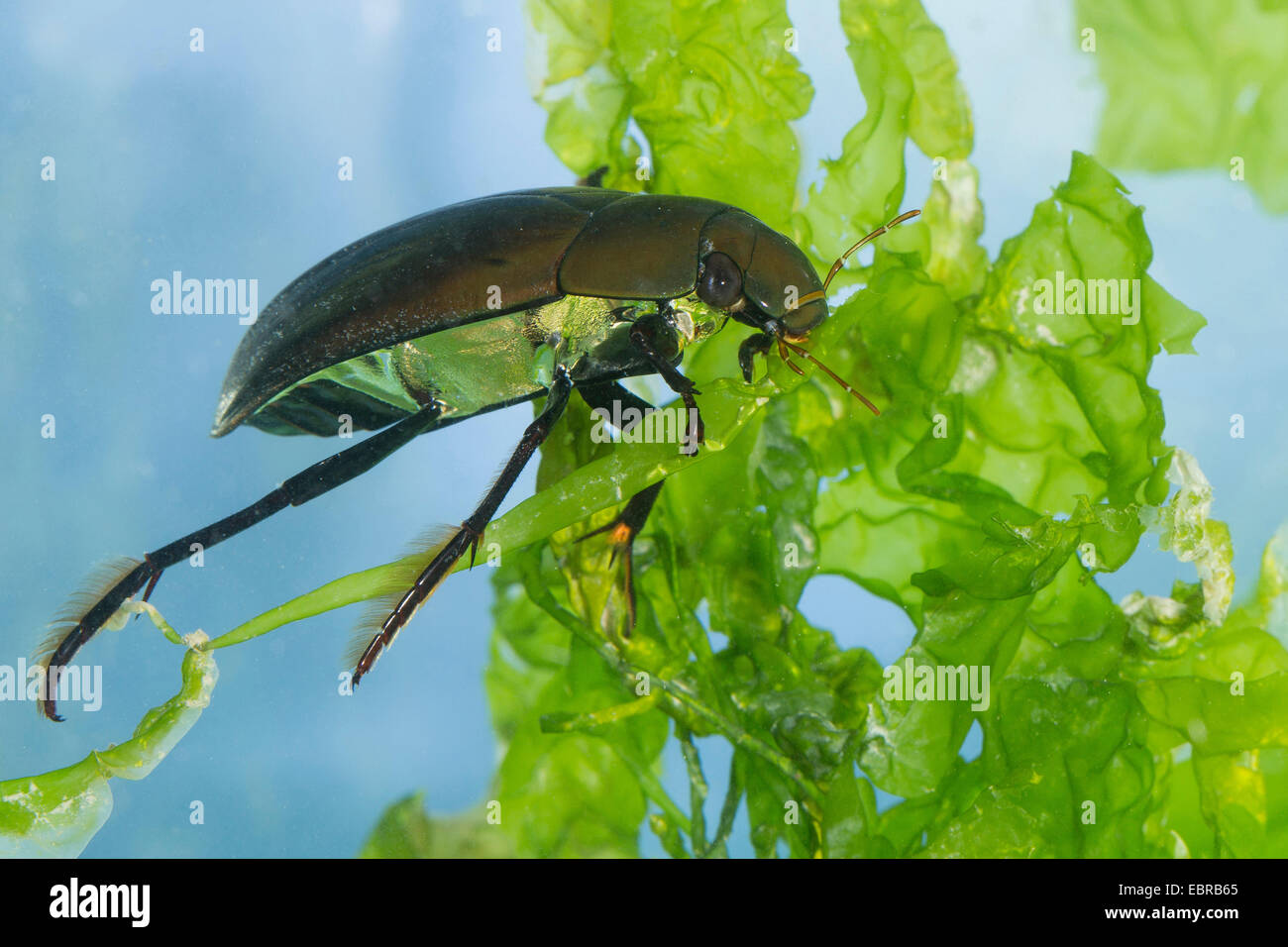 Greater silver beetle, Great black water beetle, Great silver water ...