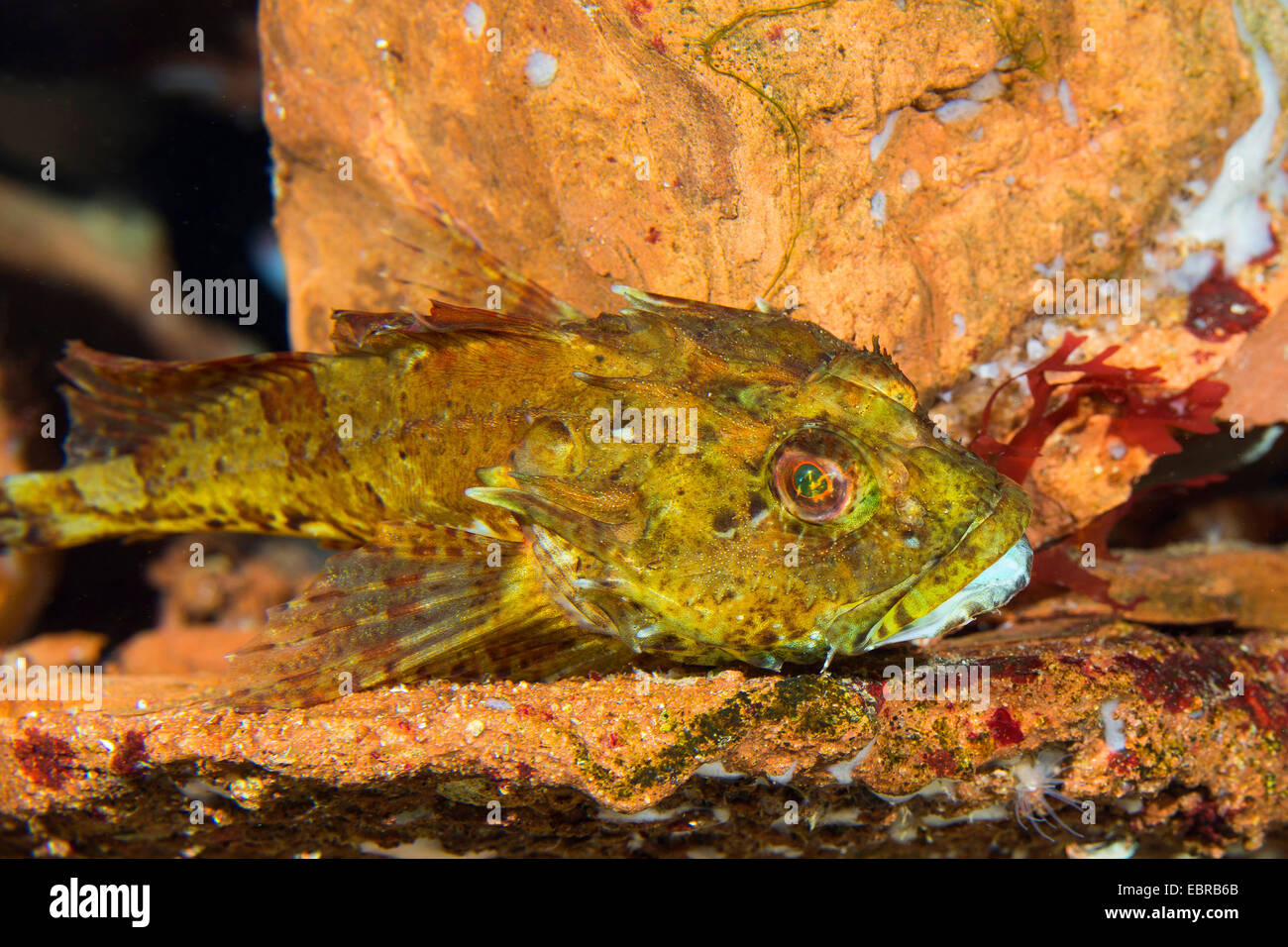 Sea scorpion taurulus bubalis hi-res stock photography and images - Alamy
