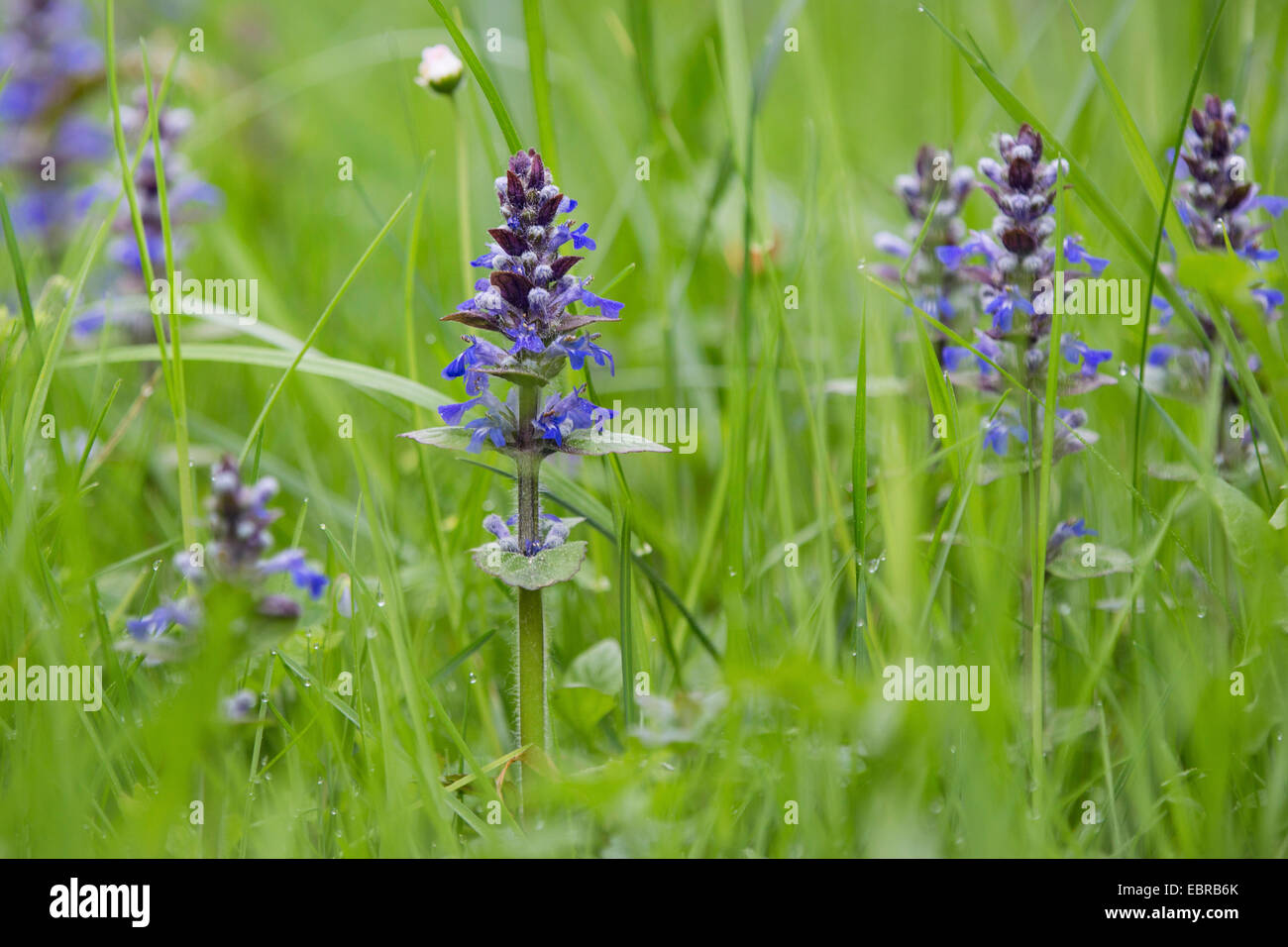Creeping hi-res stock photography and images - Alamy