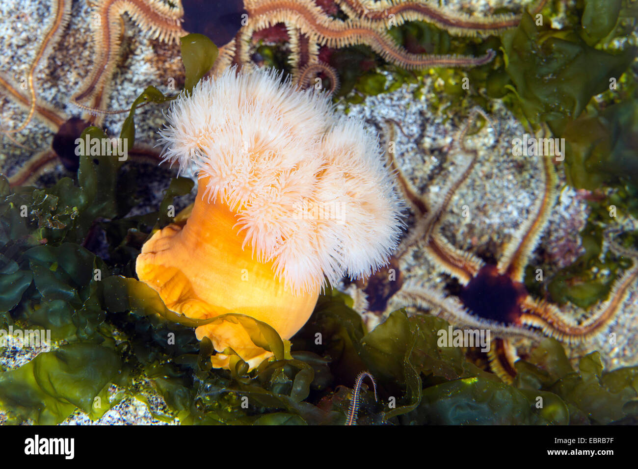 clonal plumose anemone, frilled anemone, plumose sea anemone, brown sea ...
