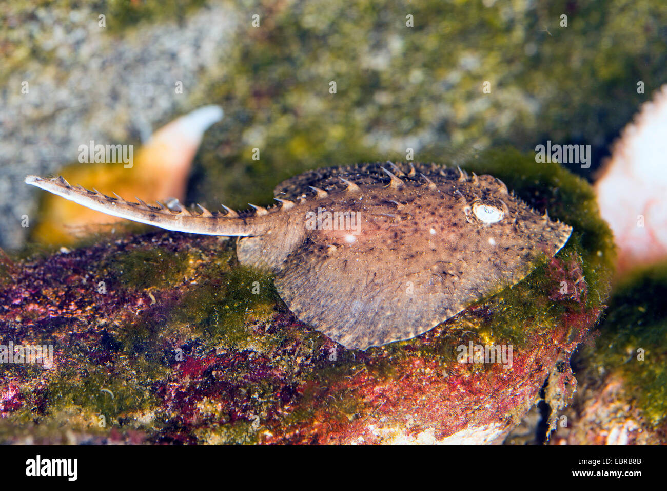 starry ray, thorny skate (Raja radiata, Amblyraja radiata), young ...