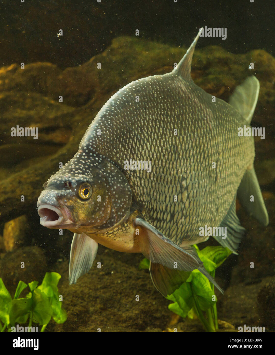 common bream, freshwater bream, carp bream (Abramis brama), male with ...