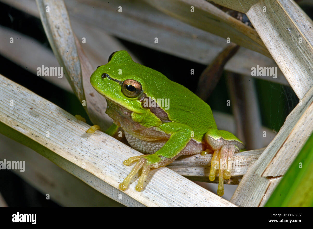 Reed frogs hi-res stock photography and images - Alamy