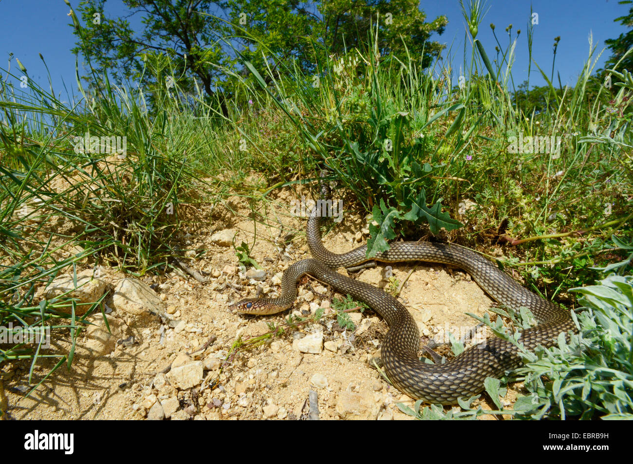 Large Whip Snake, Caspian whipsnake (Dolichophis caspius, Coluber ...