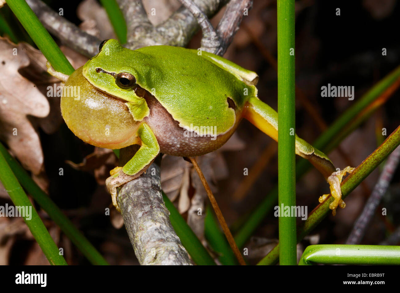 Eastern European treefrog, common treefrog, European treefrog (Hyla ...