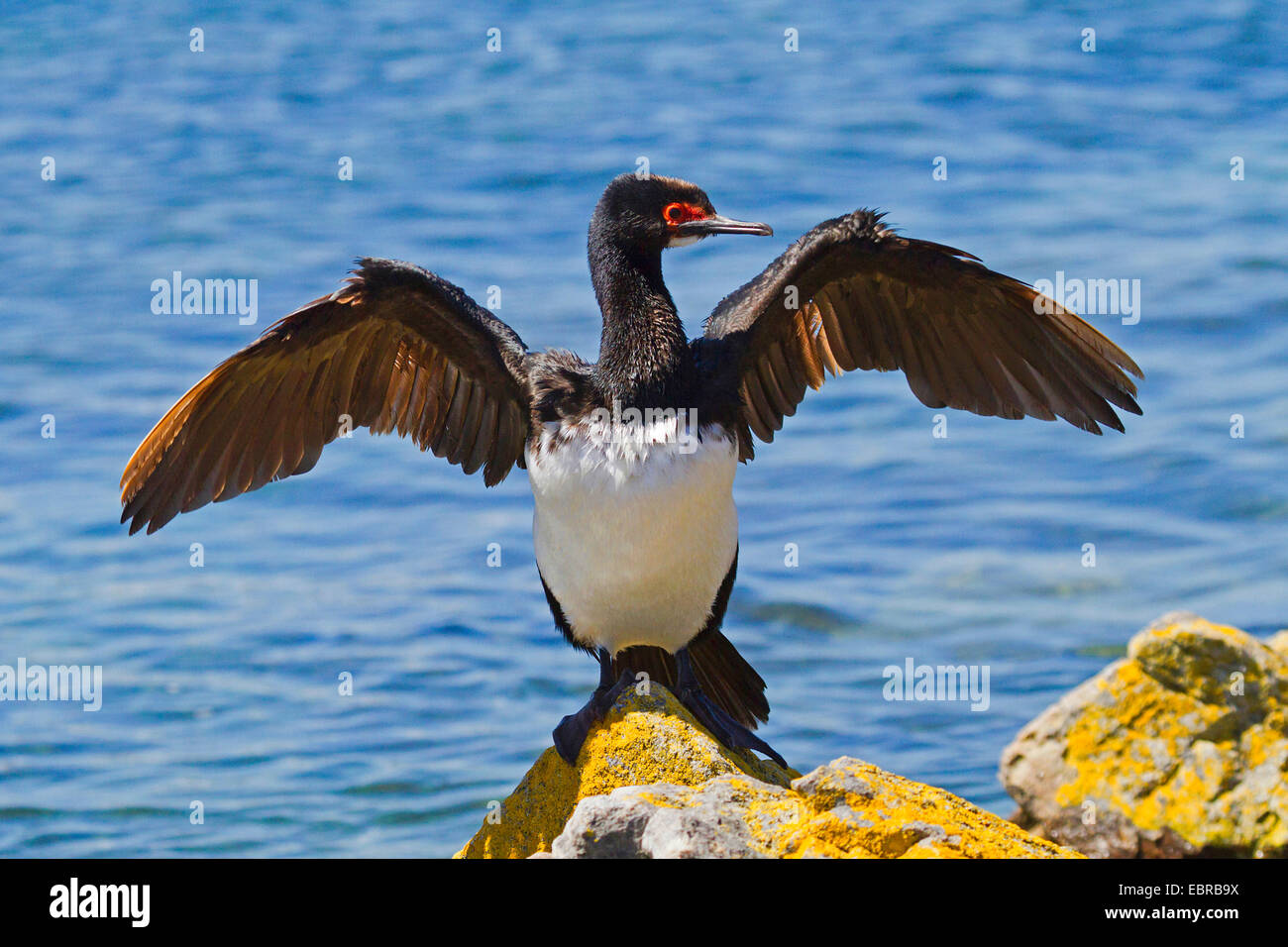 Magellan cormorant (Phalacrocorax magellanicus), stands on a rock on ...