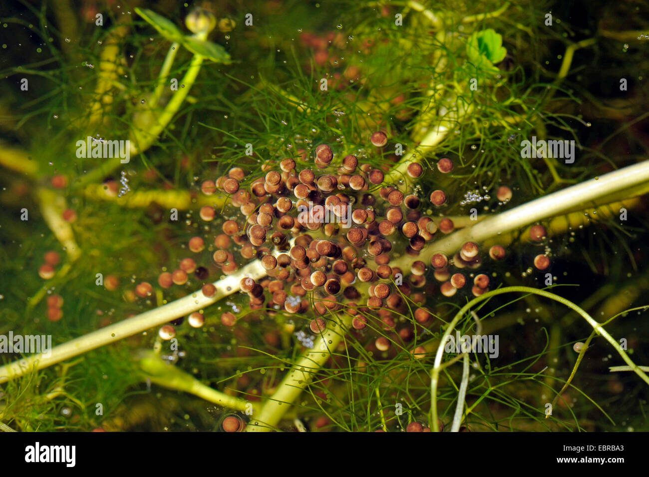 Pool frog, Little waterfrog (Rana lessonae, Pelophylax lessonae, Rana ...