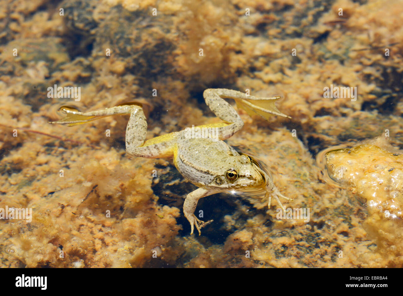 marsh frog, lake frog (Rana ridibunda, Pelophylax ridibundus), swimming ...