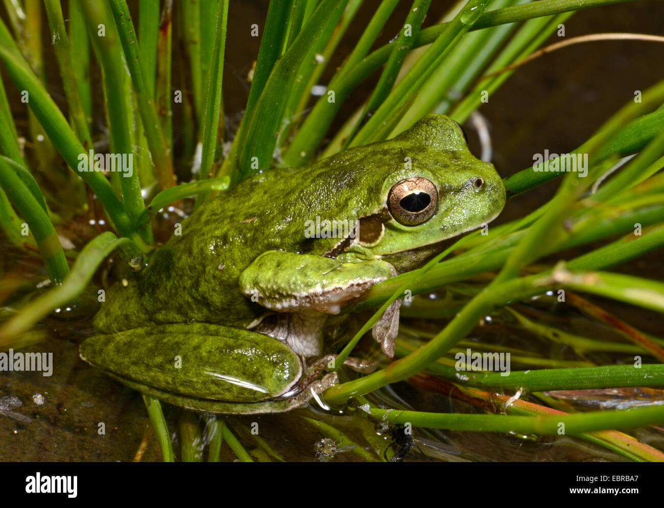 Sardinian tree frog, Tyrrhenian tree frog (Hyla sarda), on water plant ...