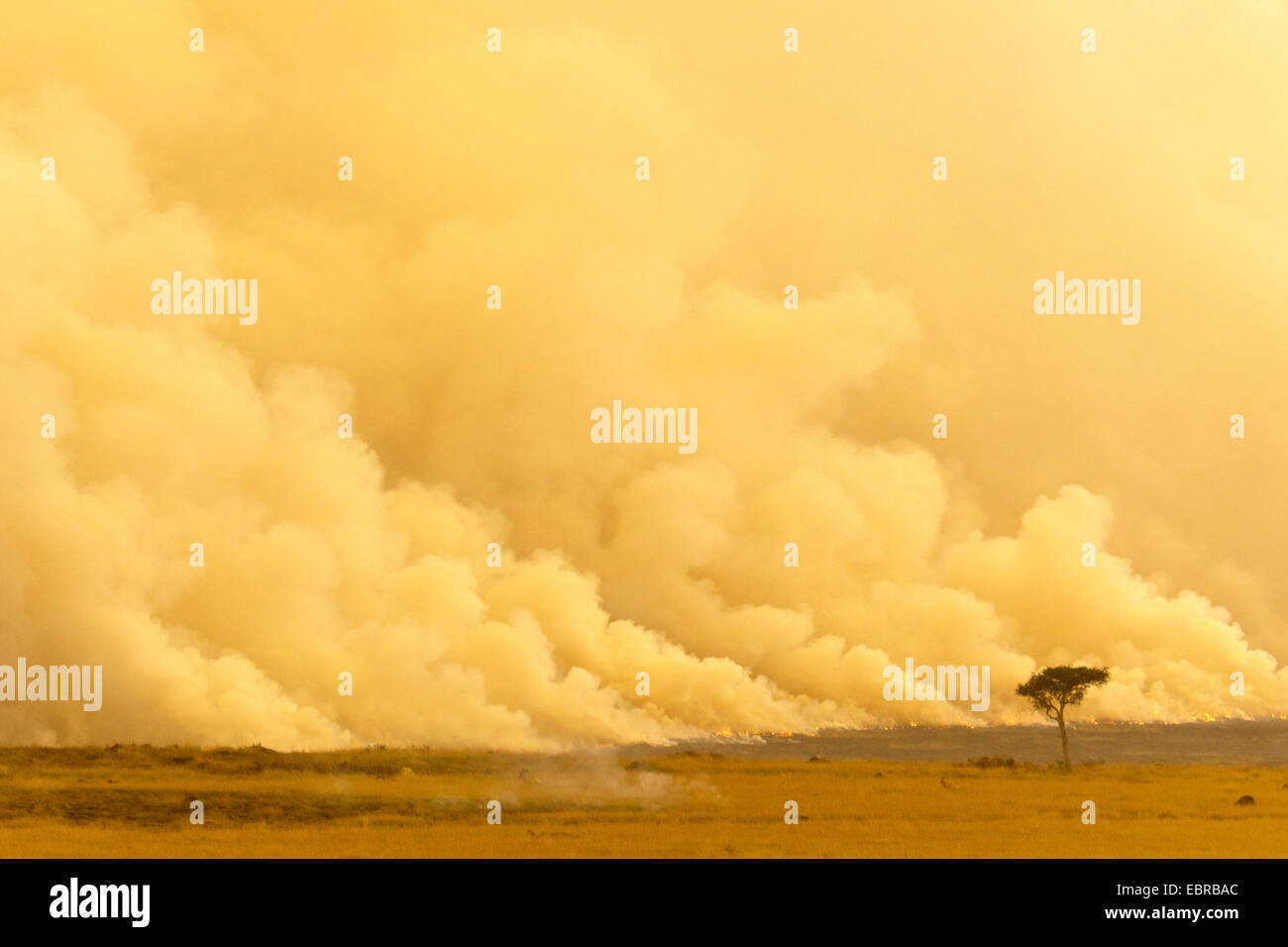 fire in savannah, Kenya, Masai Mara National Park Stock Photo - Alamy