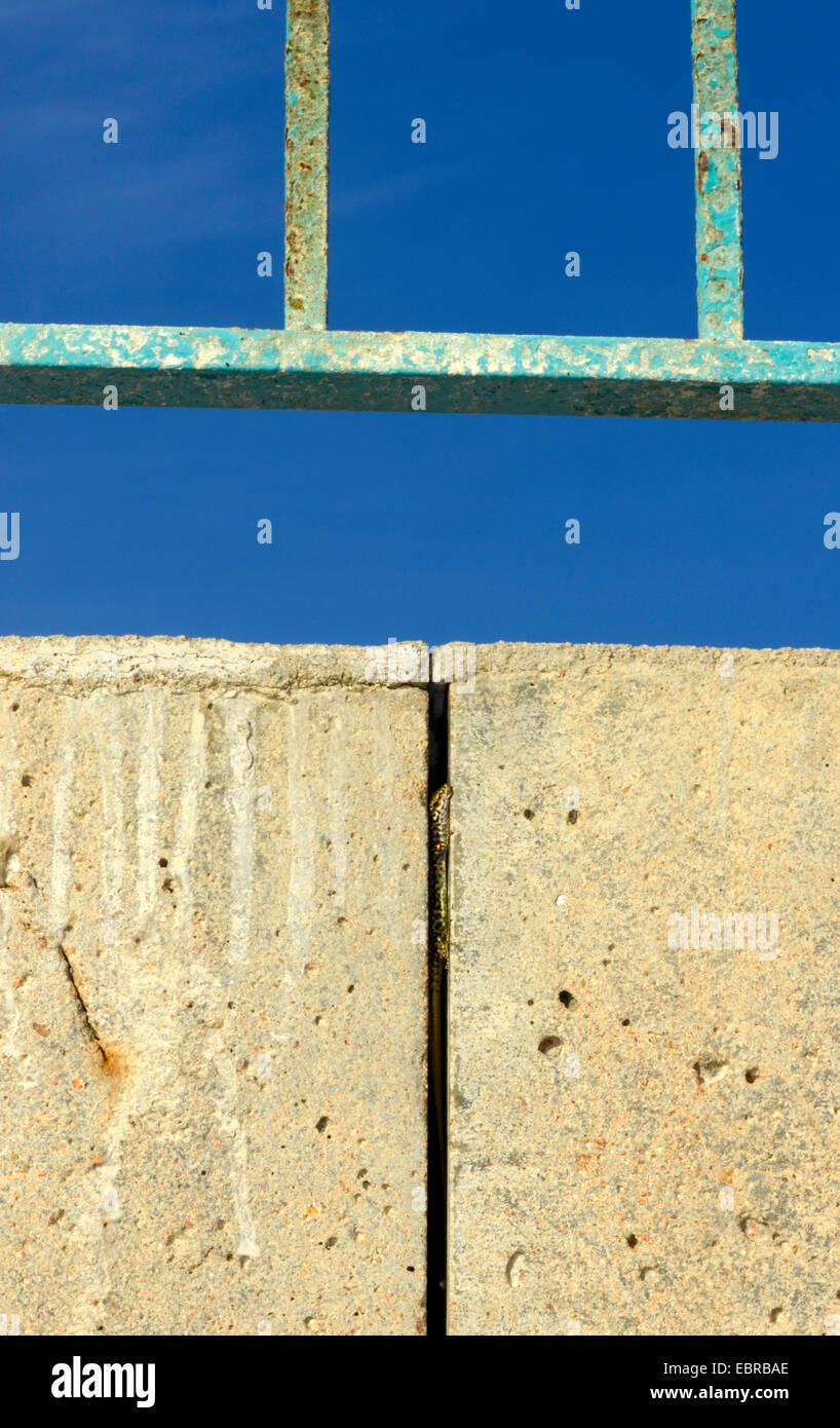 Rail lizard hi-res stock photography and images - Alamy