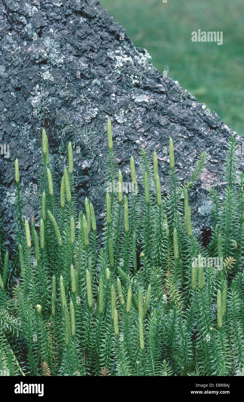 Lycopods hi-res stock photography and images - Alamy