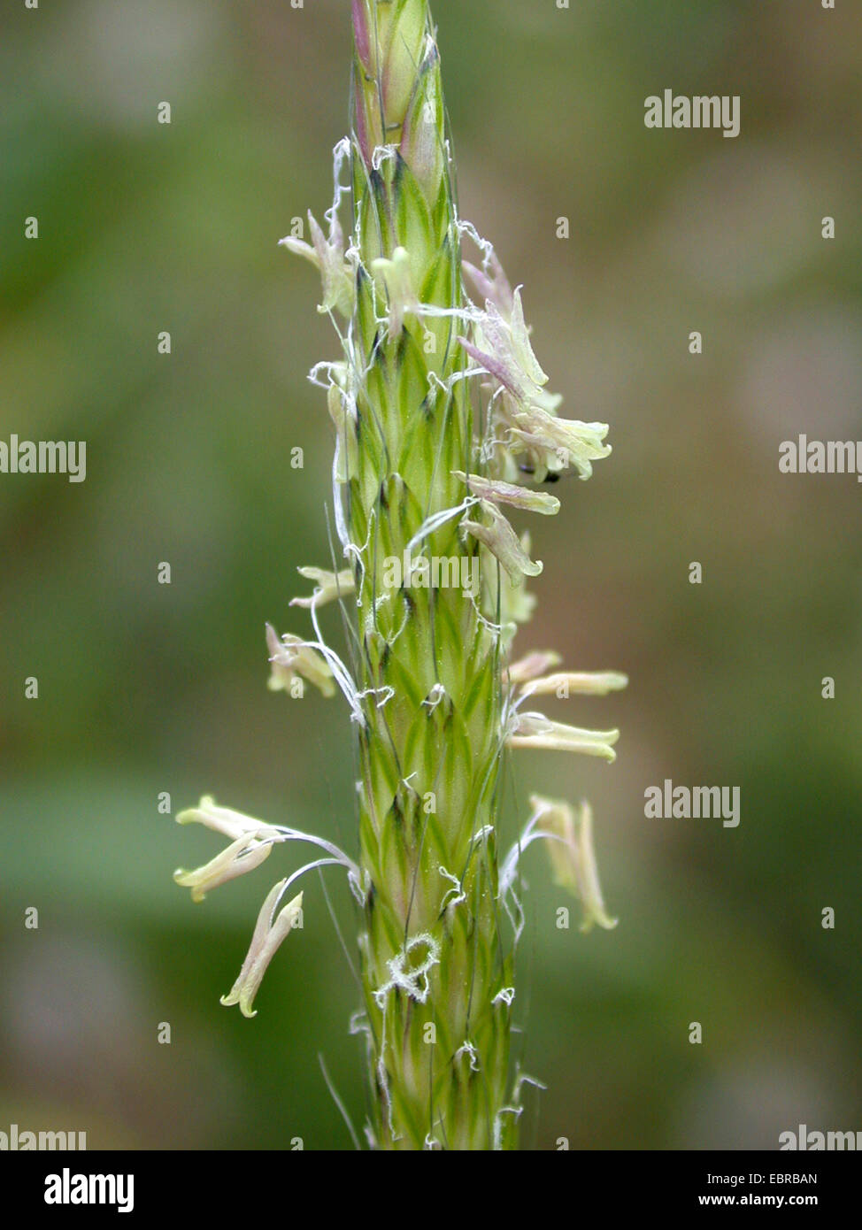 black twitch, slender meadow foxtail, black-grass (Alopecurus ...
