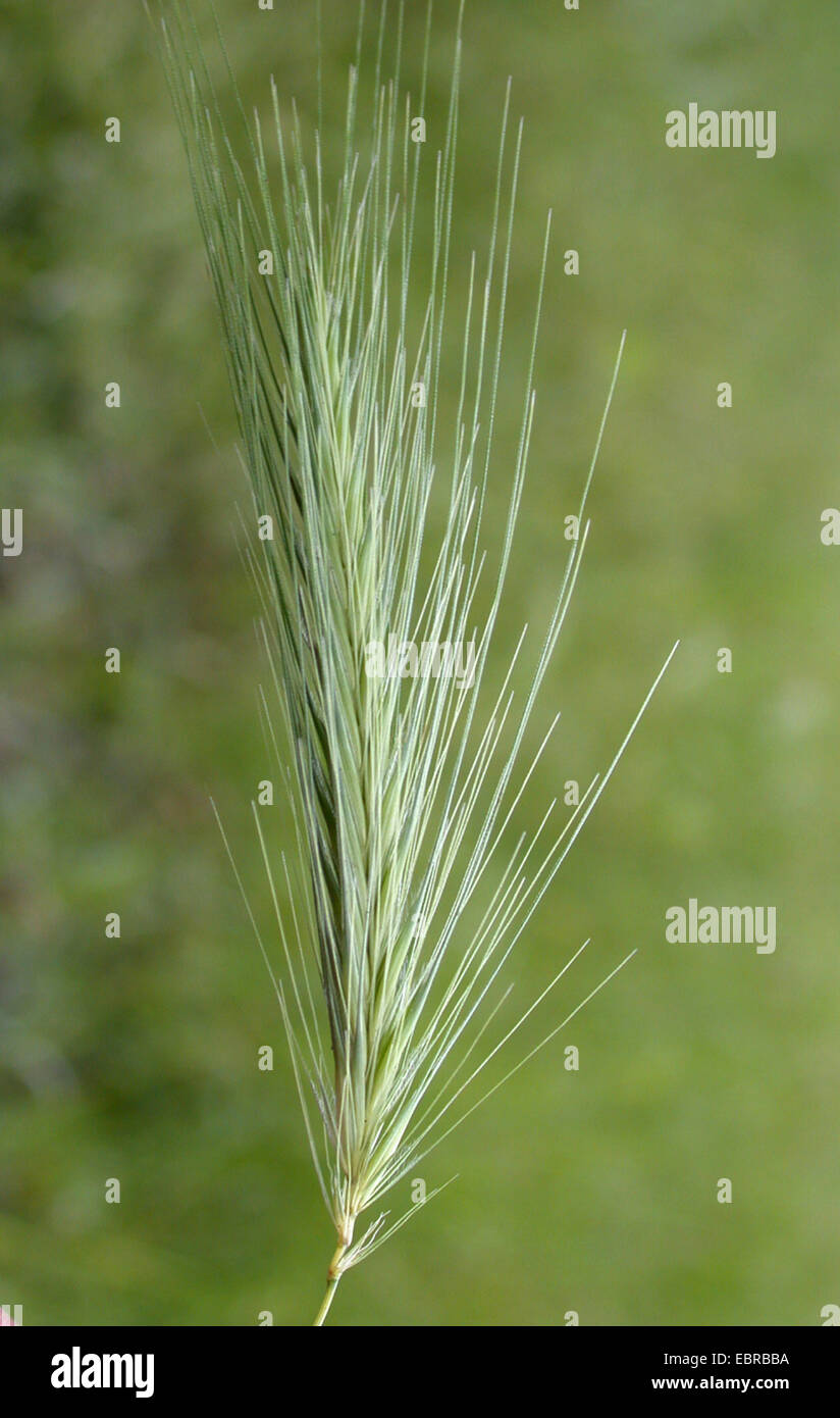 Mouse spike hi-res stock photography and images - Alamy