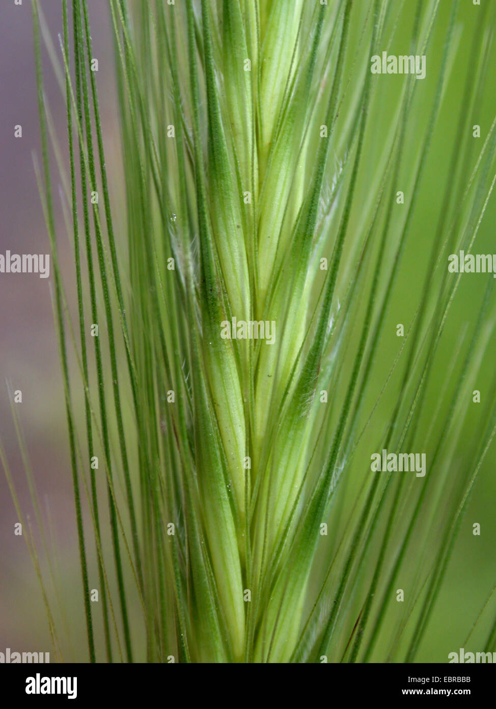 mouse barley (Hordeum murinum), inflorescence, Germany Stock Photo - Alamy