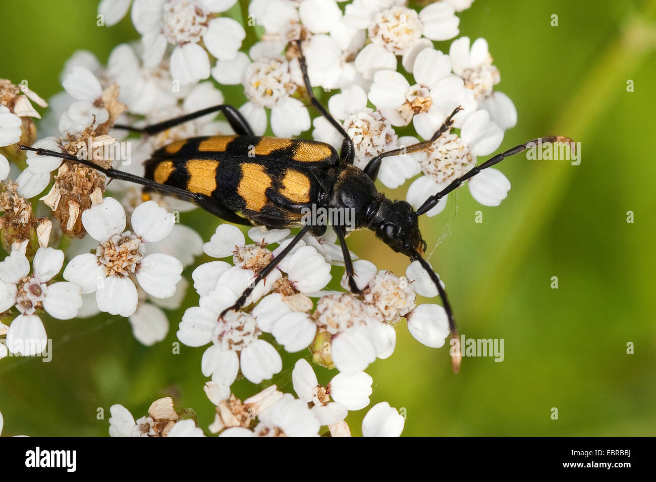 Long-horned beetle, Four-banded Longhorn Beetle (Strangalia ...
