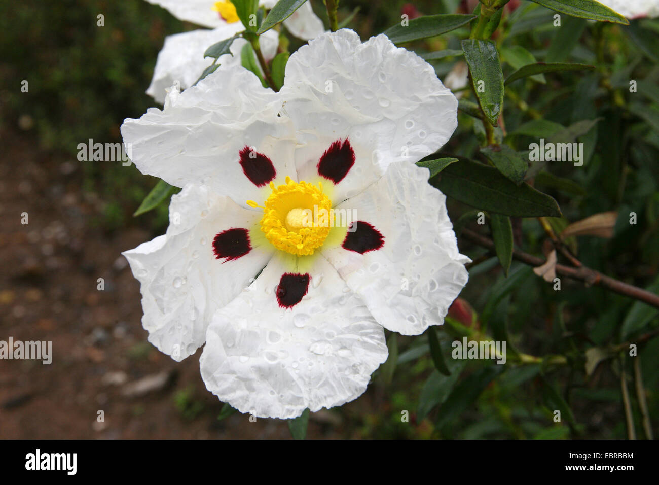 Gum Cistus, Gum Rockrose (Cistus ladanifer), flower, Portugal Stock ...