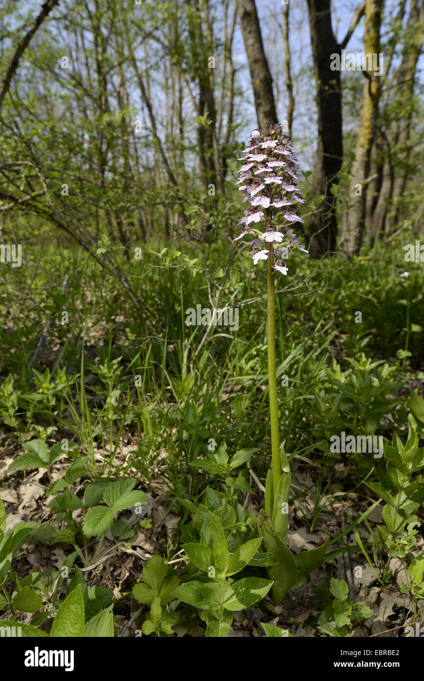 Orchid in forest hi-res stock photography and images - Alamy