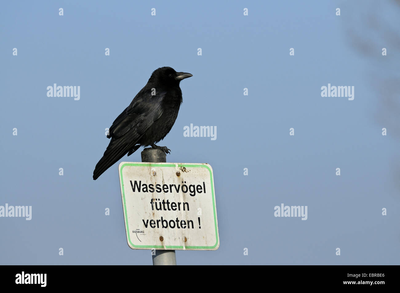 Carrion crow (Corvus corone, Corvus corone corone), sitting on a sign ...