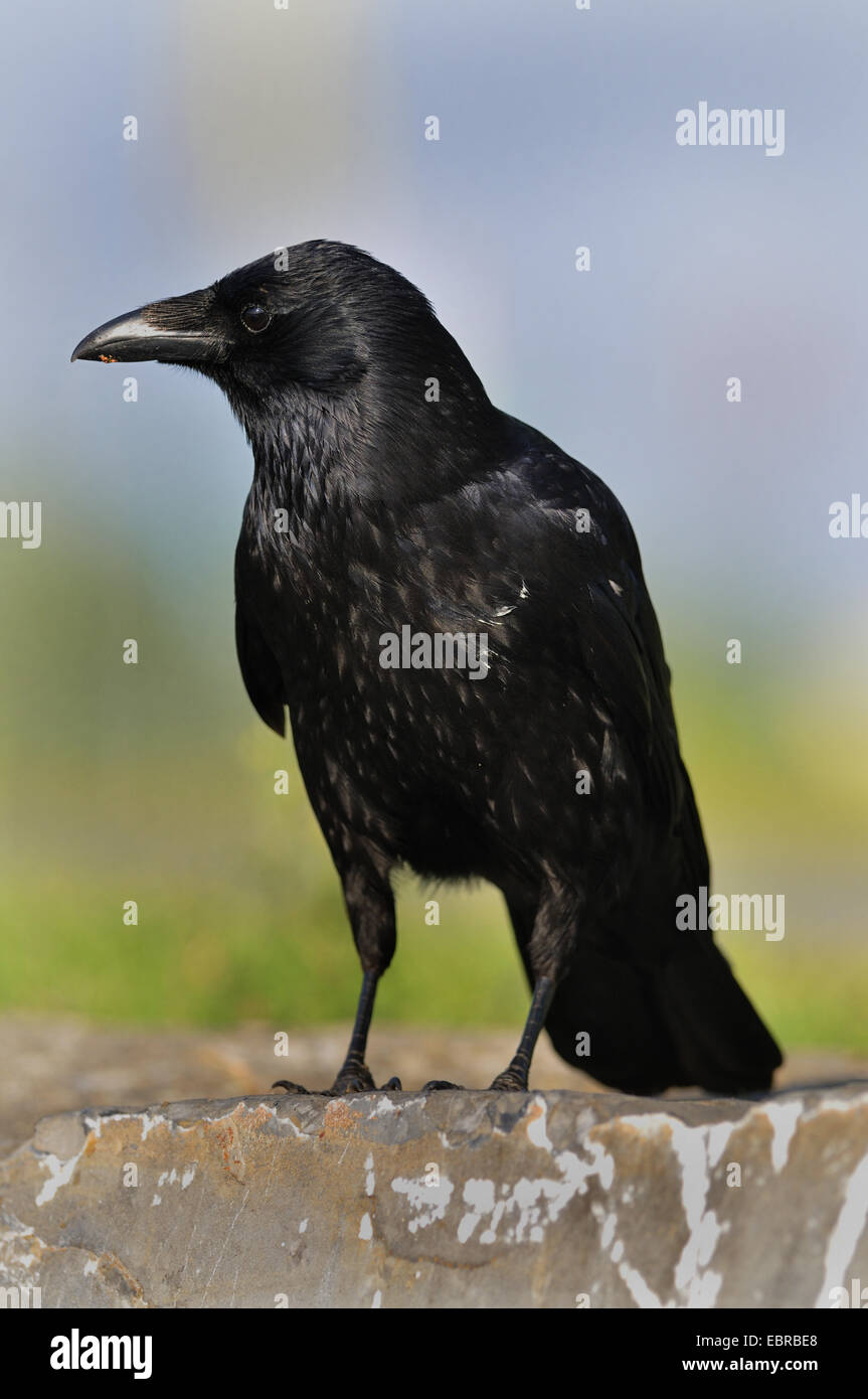Carrion crow (Corvus corone, Corvus corone corone), sitting on a wall ...