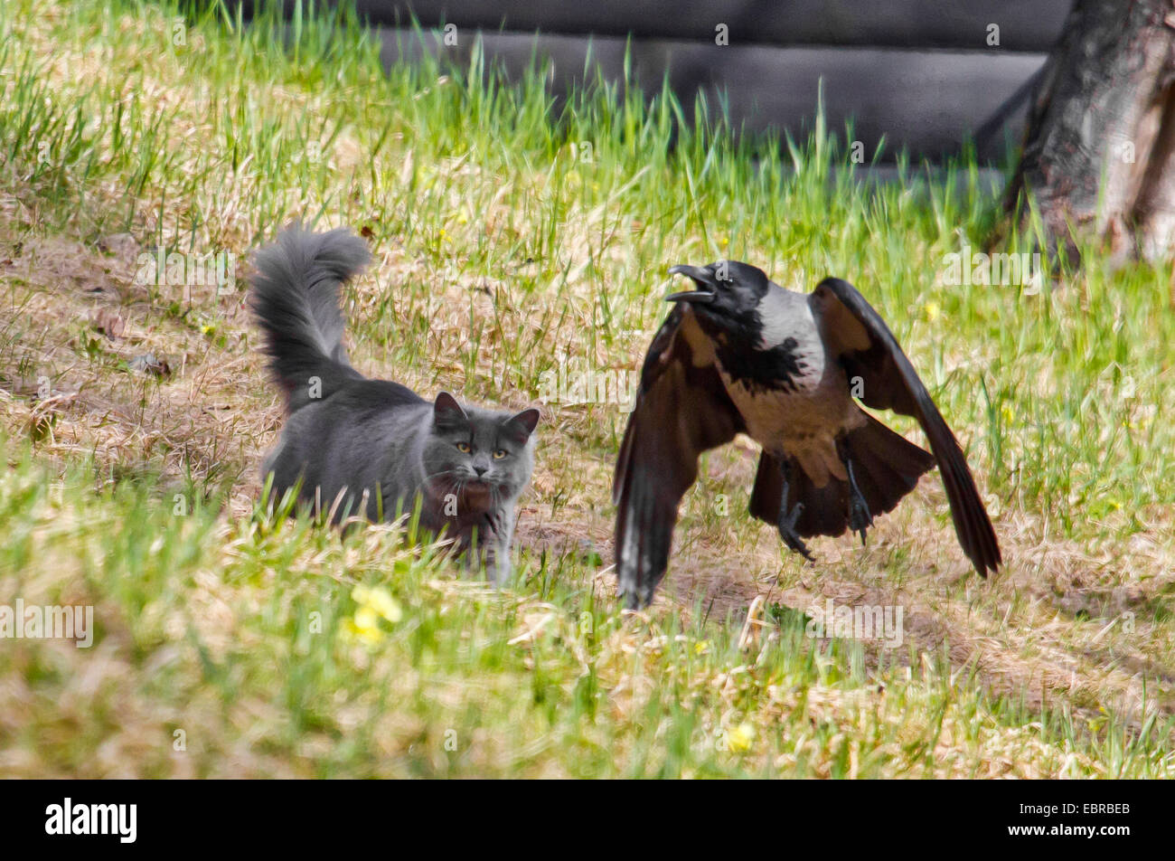 Prowling cat hi-res stock photography and images - Alamy