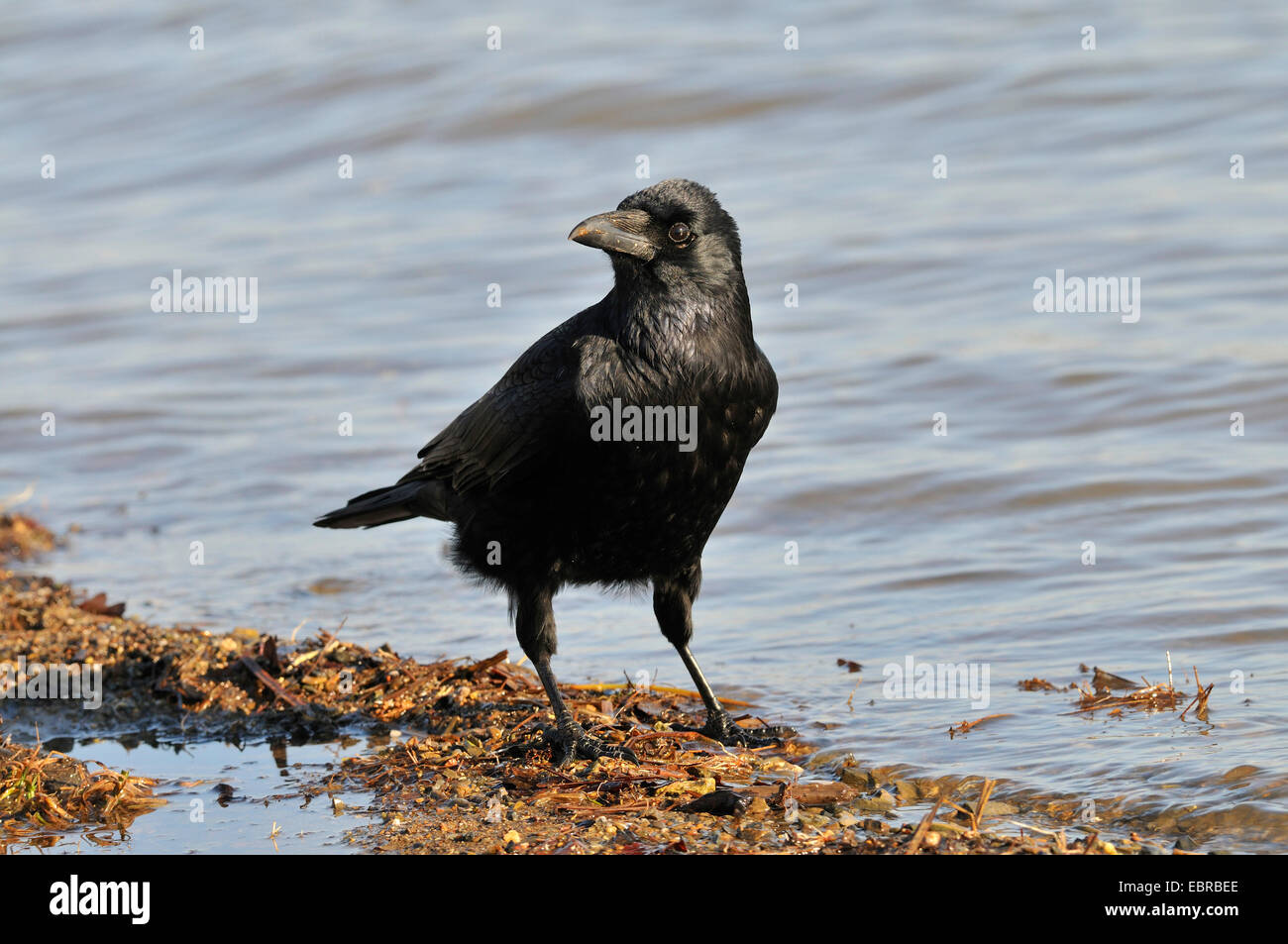 Carrion crow (Corvus corone, Corvus corone corone), standing on a ...