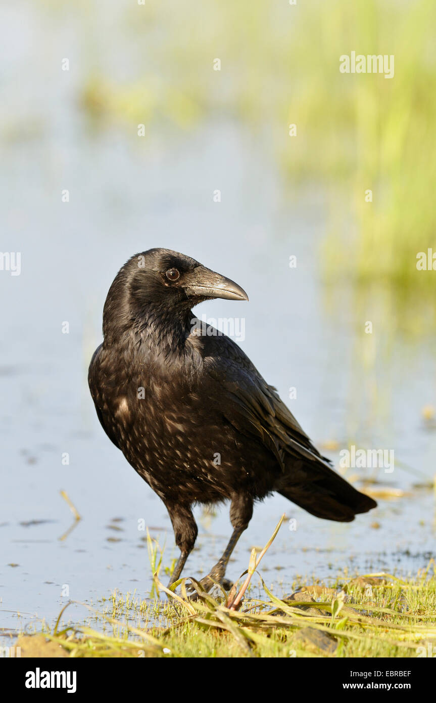 Carrion crow (Corvus corone, Corvus corone corone), standing on a ...