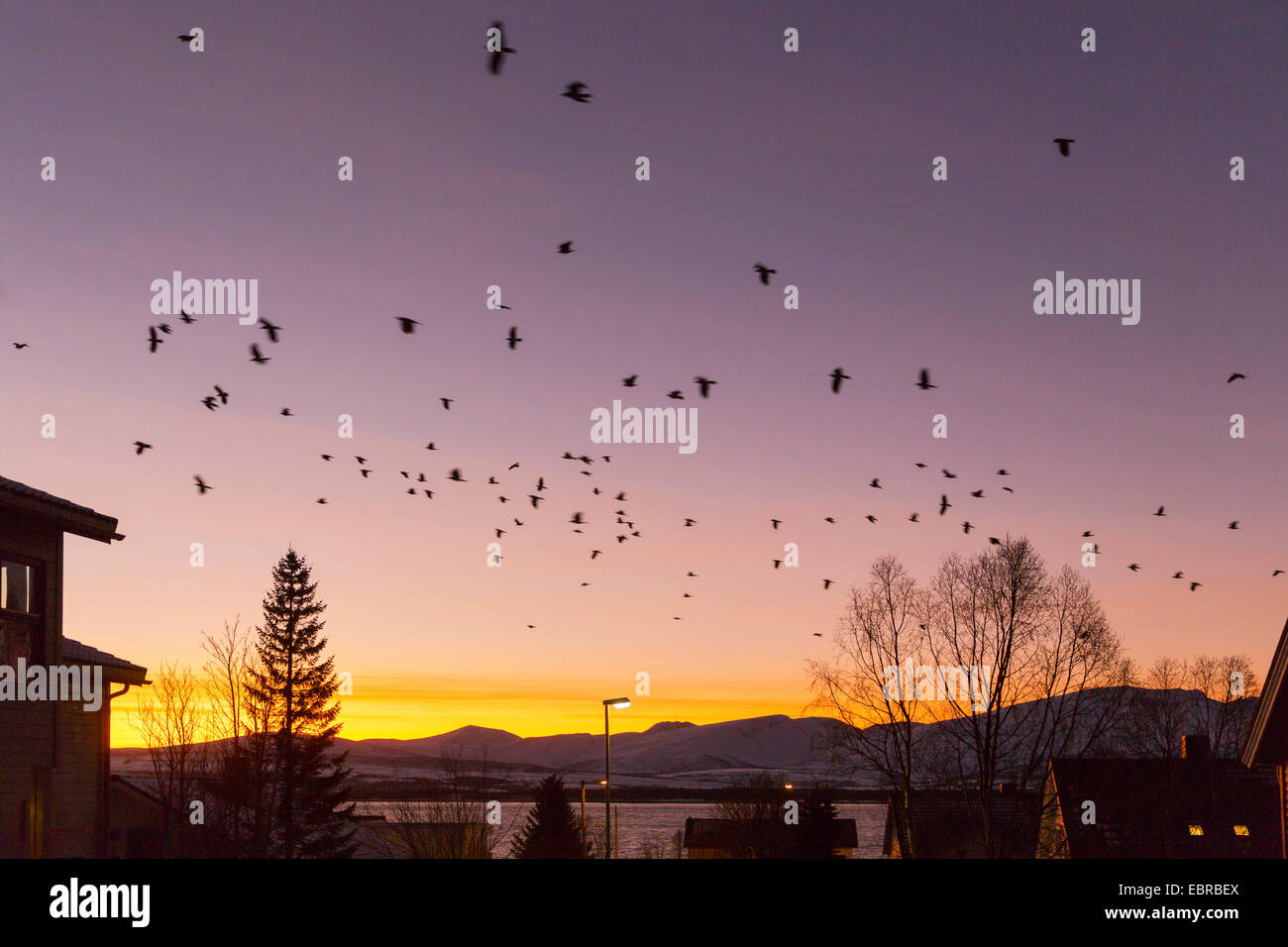 Hooded crow (Corvus corone cornix, Corvus cornix), flock flying in the ...