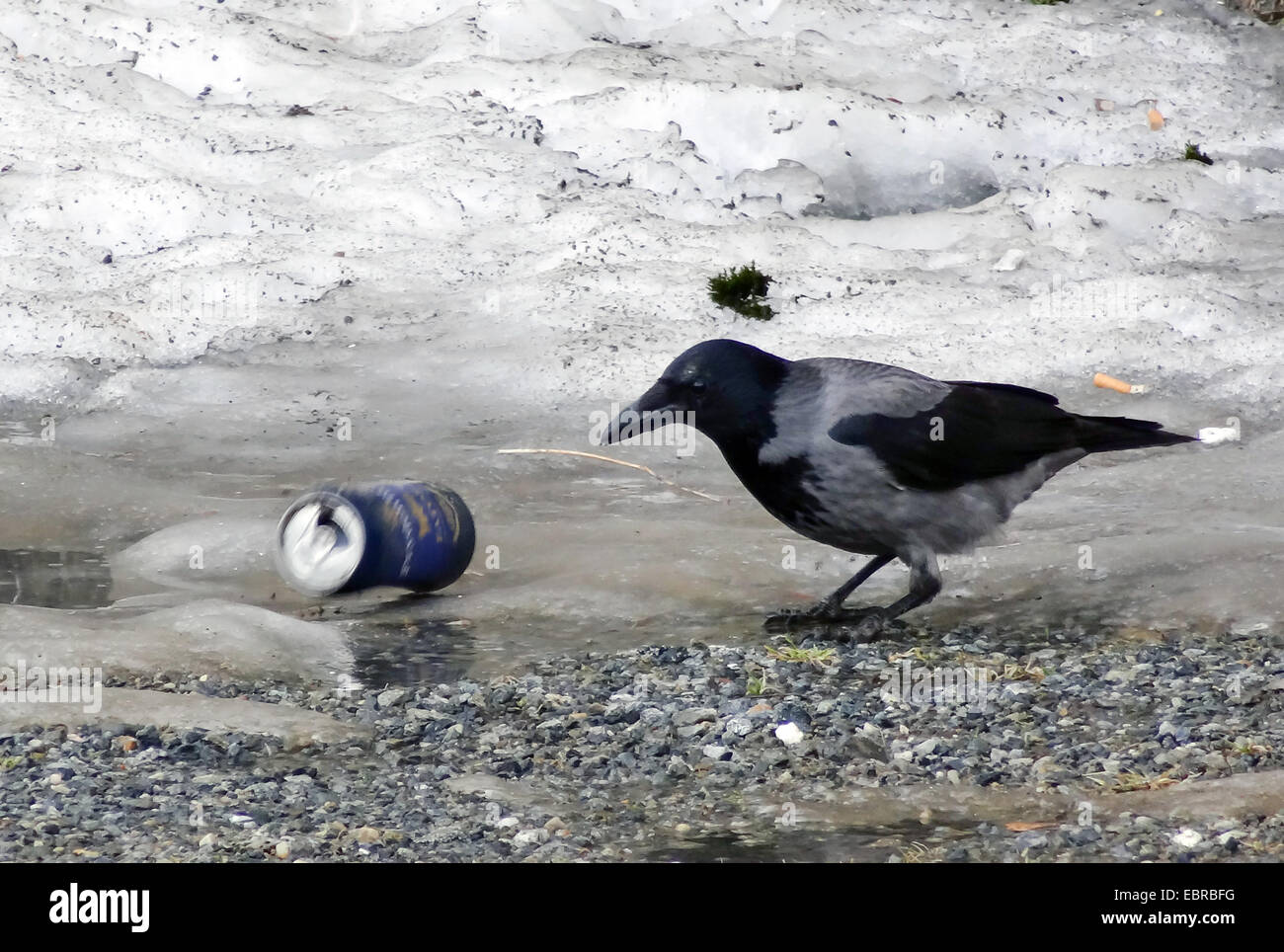 Hooded crow playing snow hi-res stock photography and images - Alamy