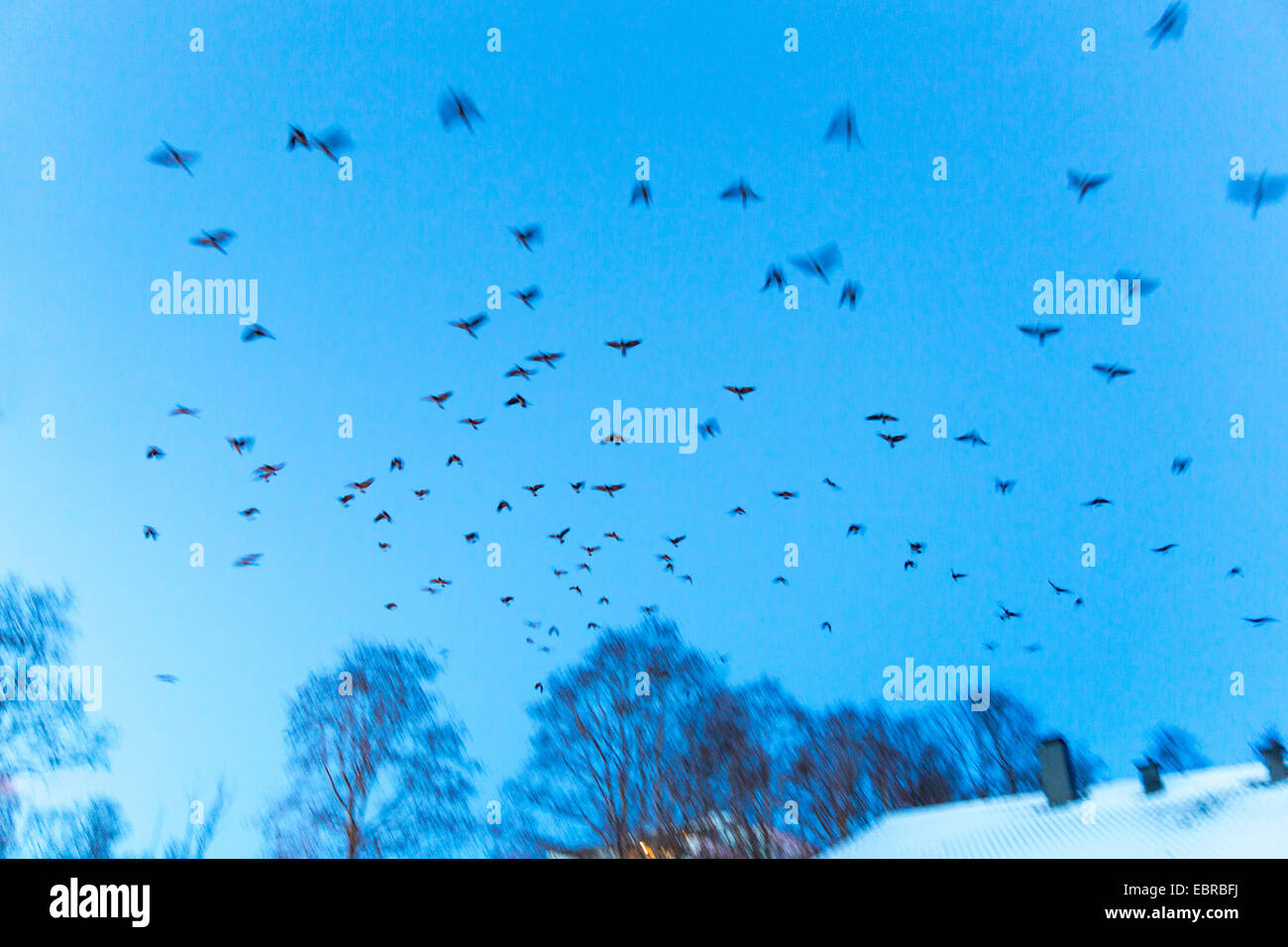 Flock birds crows blue sky hi-res stock photography and images - Alamy