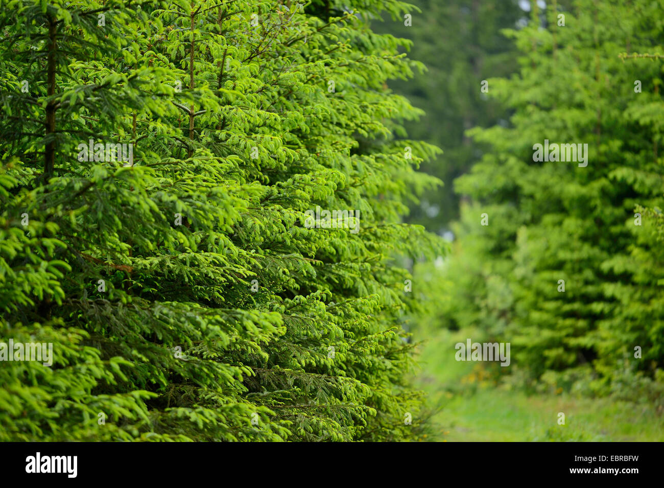 Norway spruce (Picea abies), light spruce forest, Germany, Bavaria ...