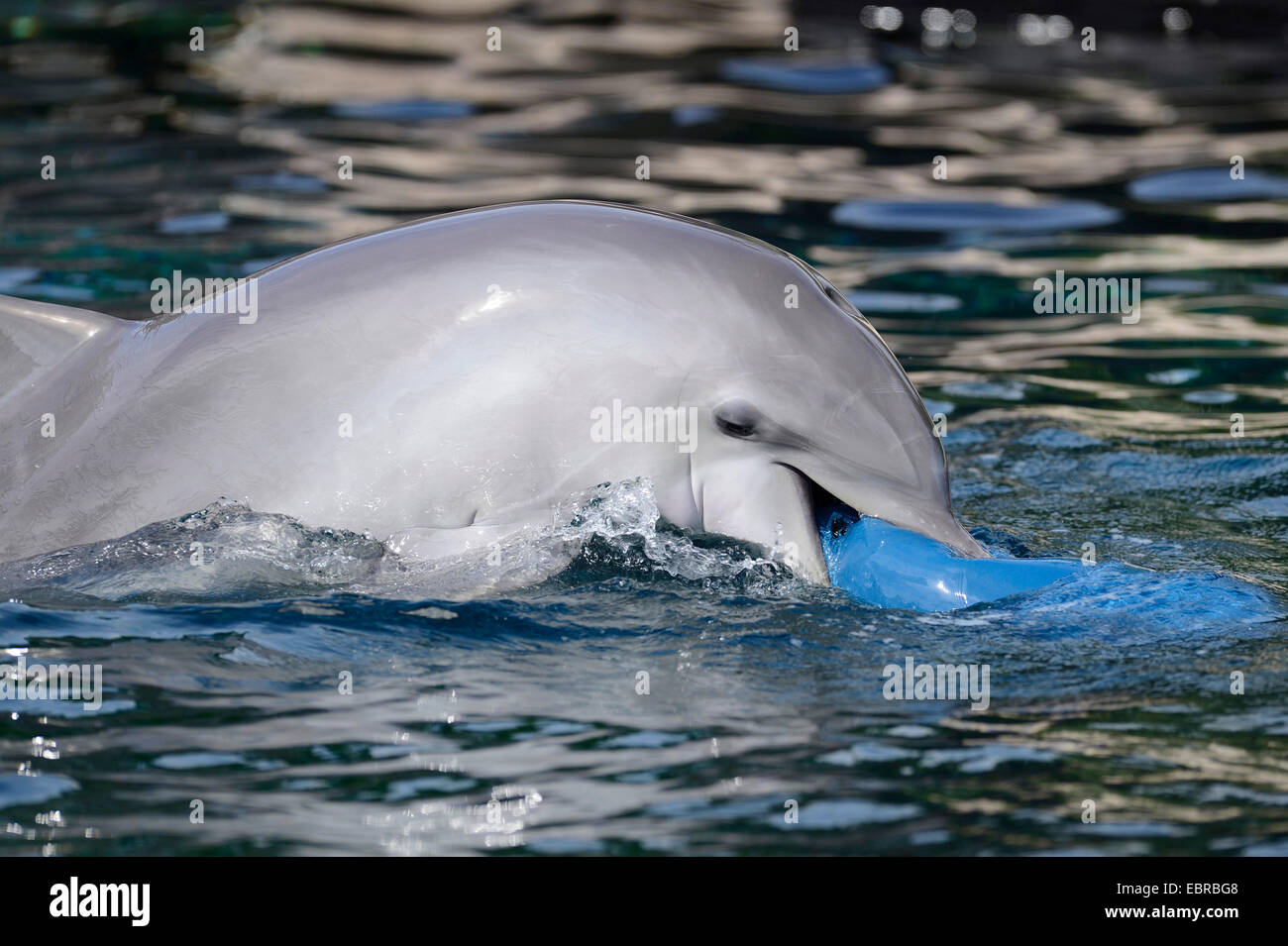 Bottlenosed dolphin, Common bottle-nosed dolphin (Tursiops truncatus ...
