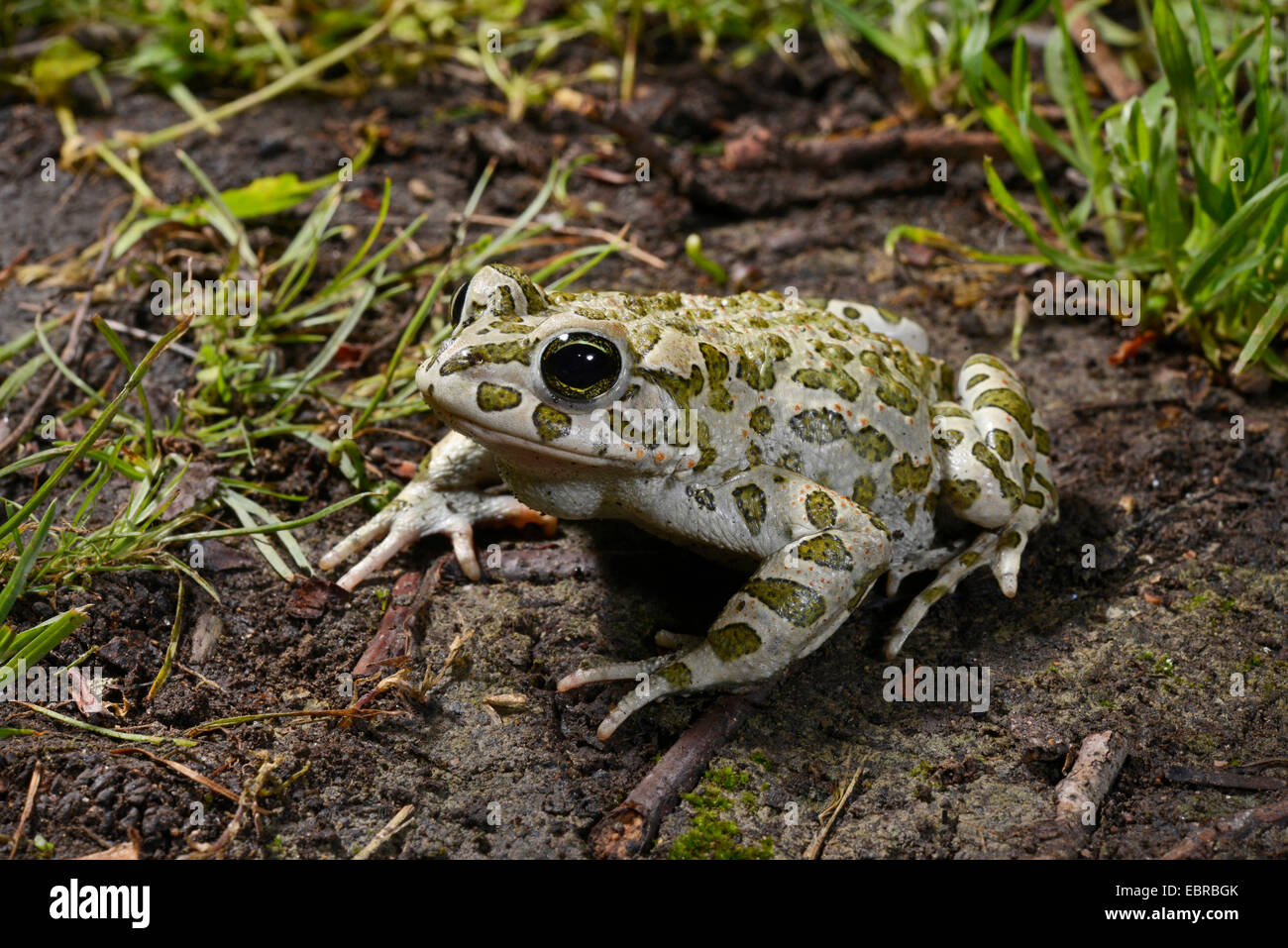 Eastern Green toad, Eastern Variegated toad (Bufo viridis variabilis, Bufo variabilis), sitting ...